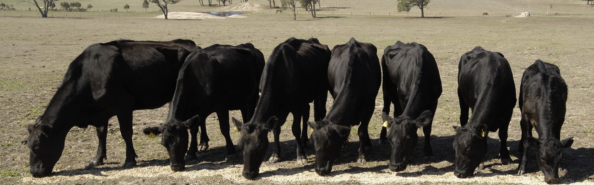 Nutrition Consultation | Stillwater Milling Company